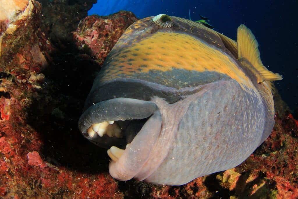 Titan Triggerfish close up with teeth - DentalSave Dental Plans